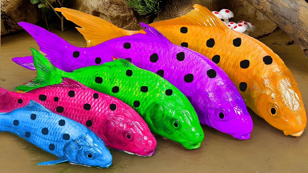 Stop Motion Cooking ASMR Colorful Koi Fish Cow, ikan & Big Frog 다채로운 잉어 ...