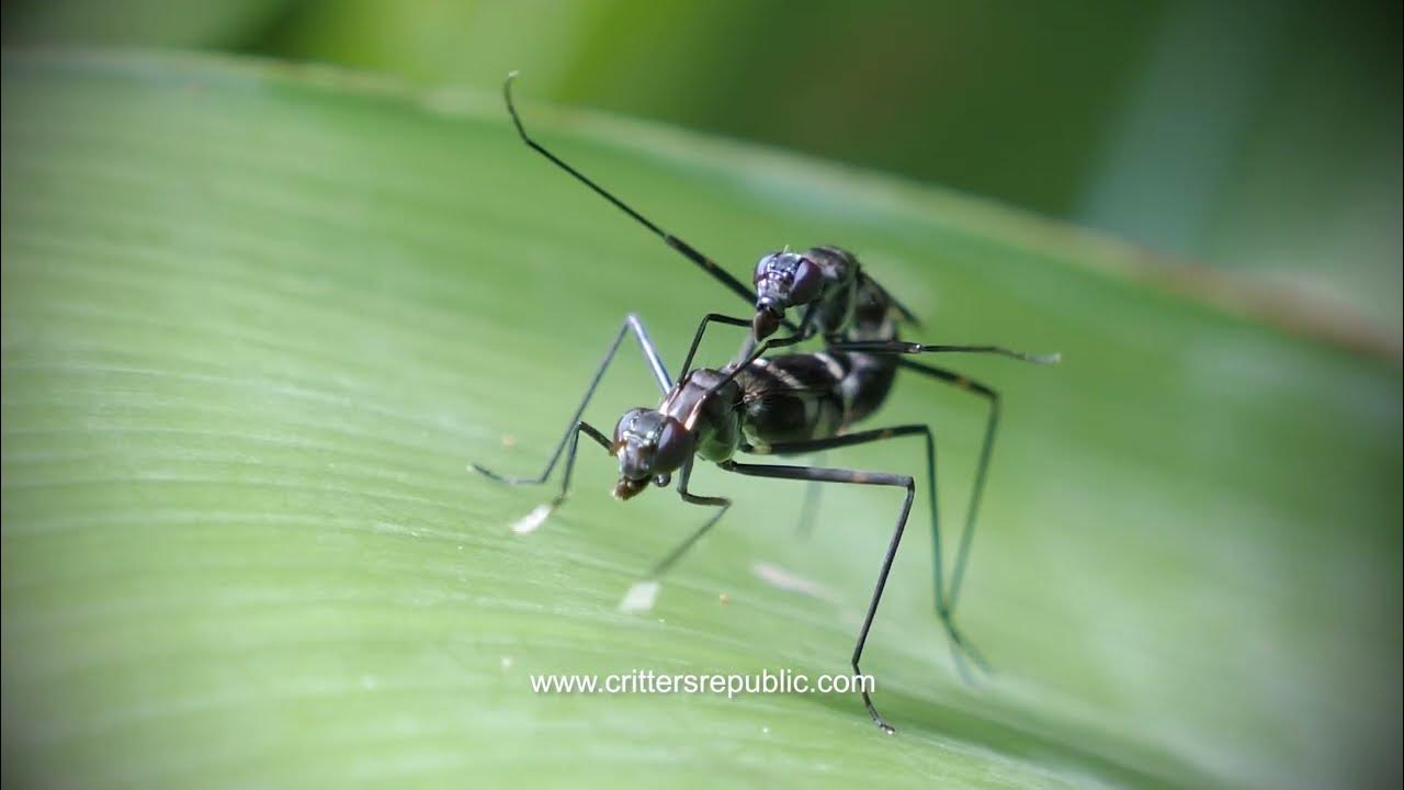 Ants mating - YouTube