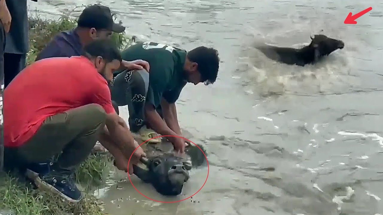 Buffalo rescue floods - YouTube