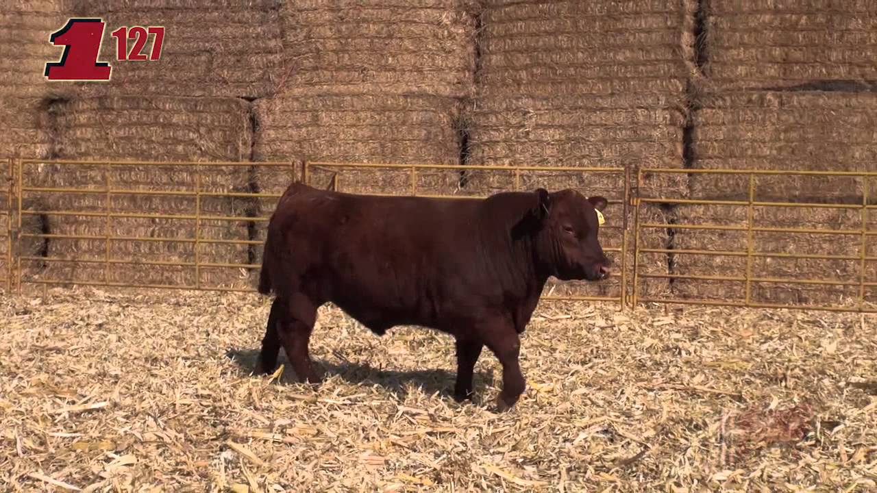 Beckton Red Angus 2014 Sale Lot 127 - YouTube