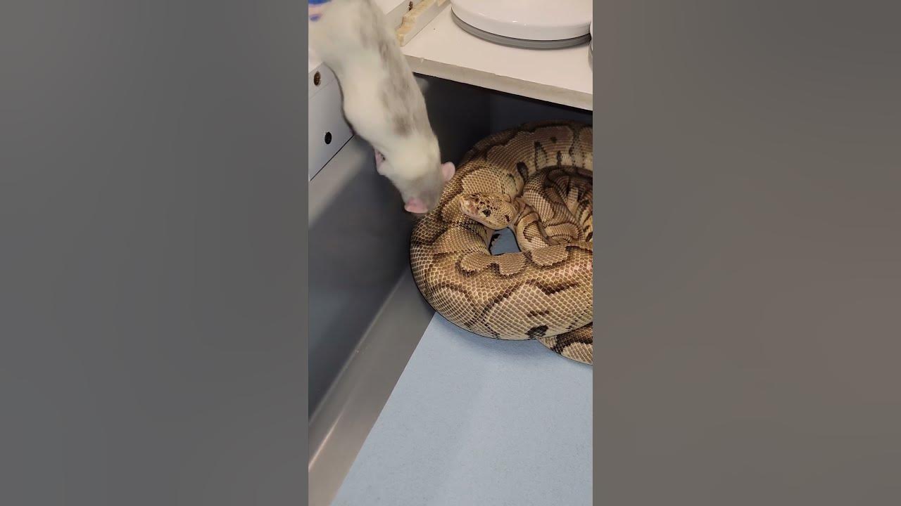 Huge Female Python Eats Rat #Shorts - YouTube