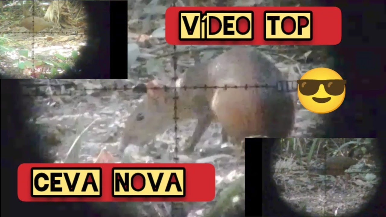 #caçada na ceva top #veiu cutia ,lambum e siricora #sag r1000 luneta ...