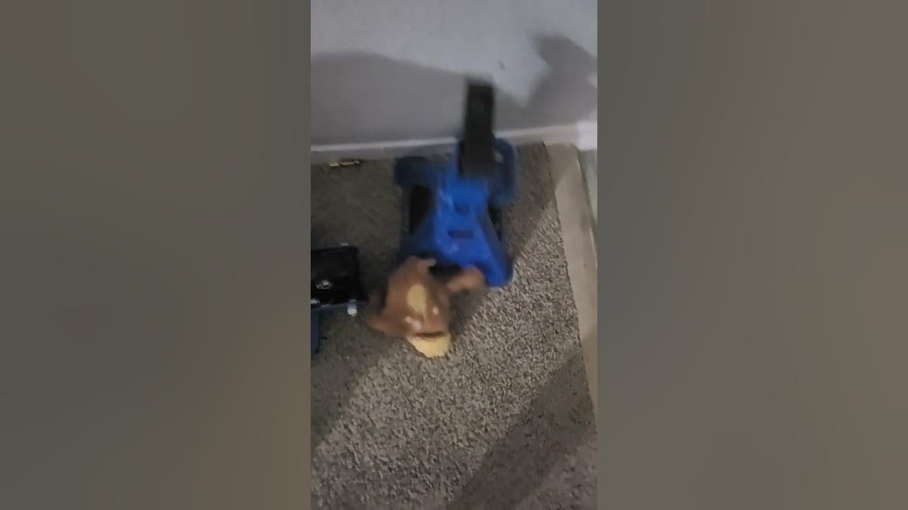 monkey c monkey doo 🐒 🙈 🙊 🐵 🙉 🐒 🙈 🙊 🐵 - YouTube