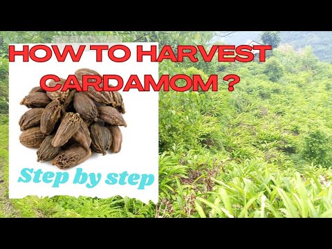 How to Harvest Cardamom - YouTube