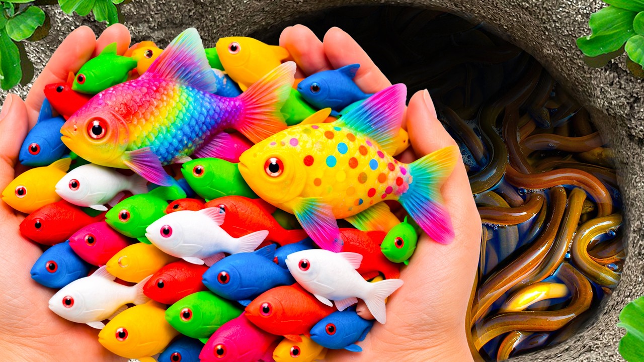 Catch Pretty Aquarium Fish in Small Ponds, Dragon Guppies, Baby Turtles ...