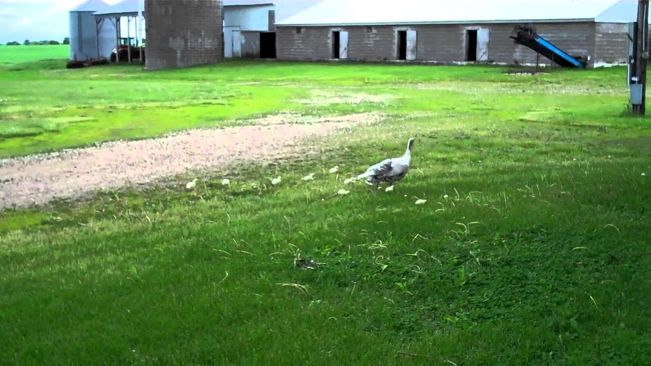 The Minnesota Farm: 10 Royal Palm Turkey Chicks Hatched & Looking For ...
