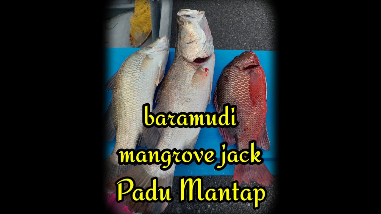 ‼️ Ada Manis² ‼️baramudi mangrove jack‼️#castingmuara #siakapputih # ...
