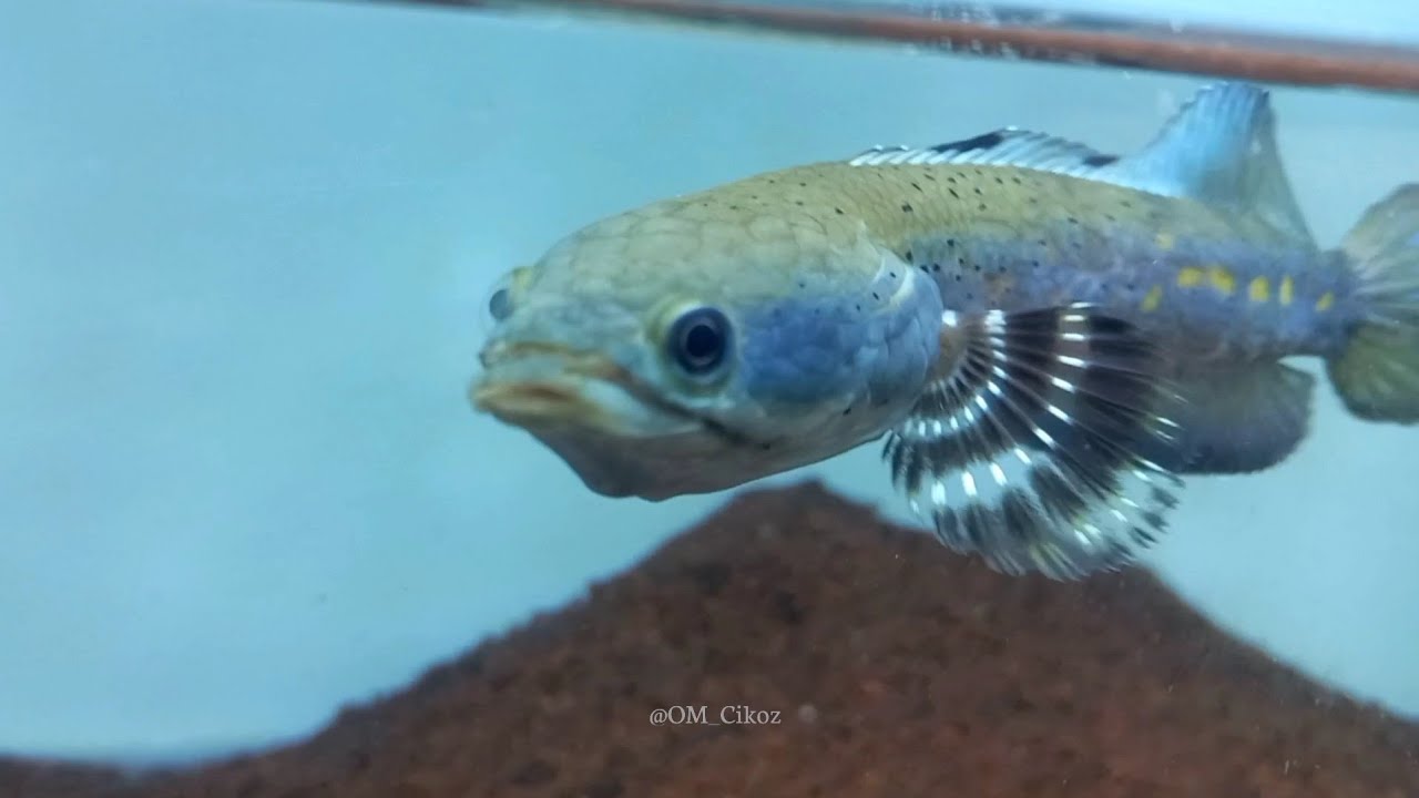 channa blue pulchra - YouTube
