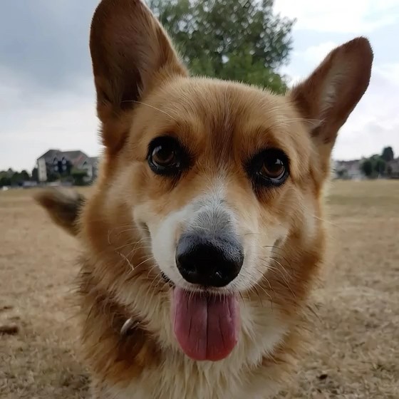 Corgi Bounce Welcome: Short Legs, Big Joy on the Grass! #ai #animals # ...