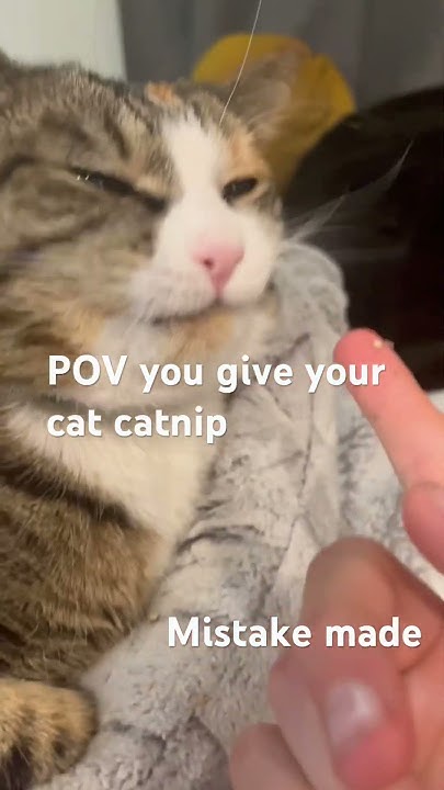 POV you give your cat cat nip - YouTube