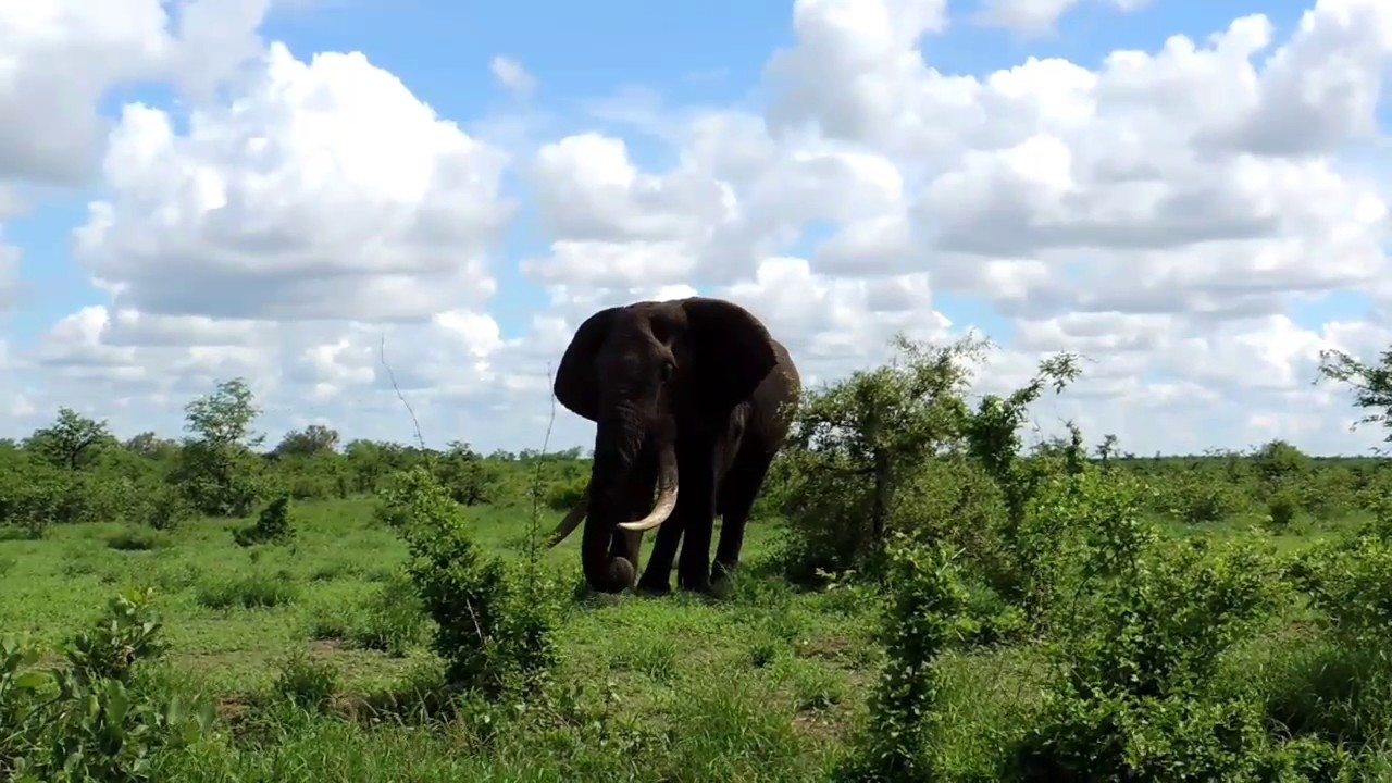Big Tusker Elephant filmed in Northern Kruger National Park - YouTube