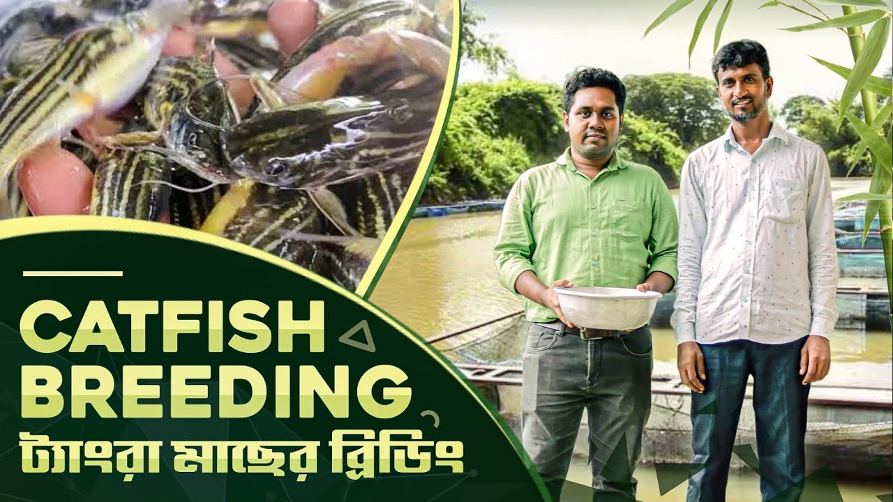 ট্যাংরা মাছের ব্রিডিং Practical | CATFISH BREEDING | FISH Breeding ...