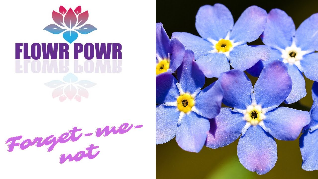 Forget Me Not Flower Dementia | Best Flower Site