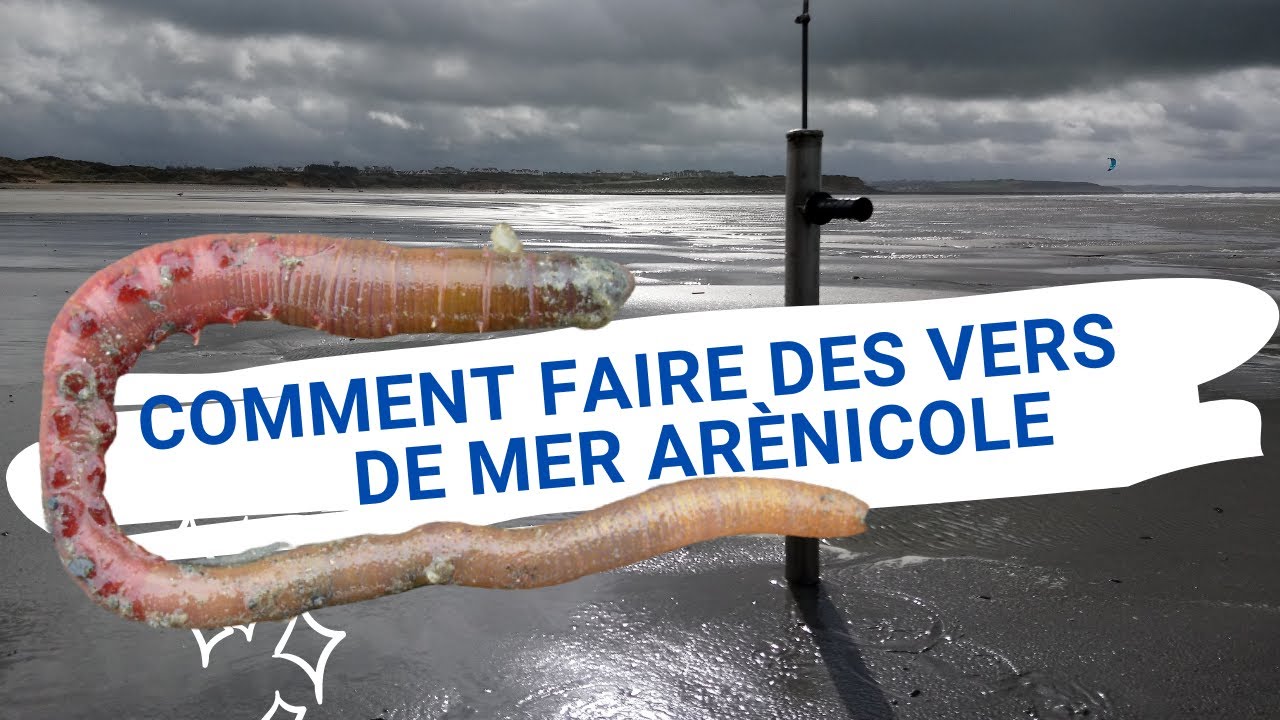 Comment Faire Des VERS De Mer Arènicole pour la pêche en mer - YouTube