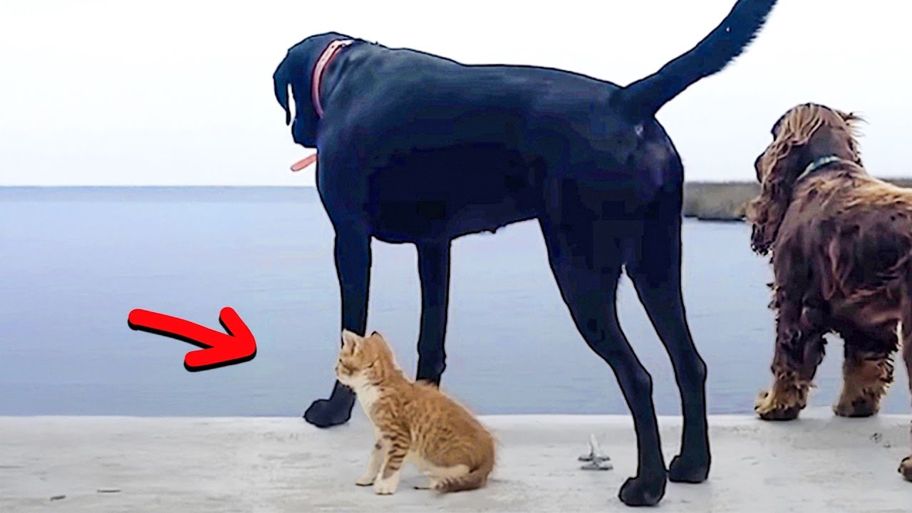 Kitten raised by dogs thinks he’s one of them and jumps into water like ...
