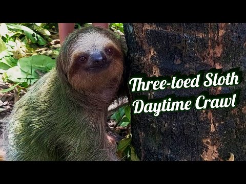 Three Toed Sloth Daytime Crawl - YouTube