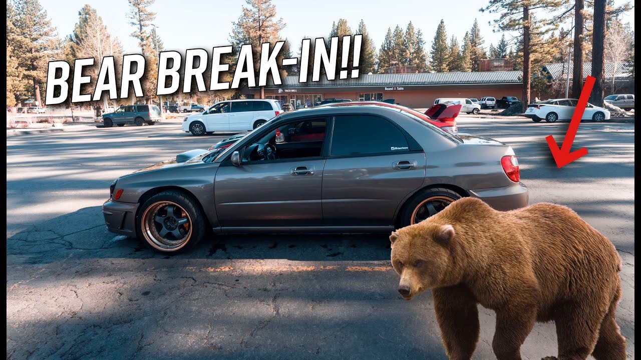 BEAR BREAKS INTO SUBARU WRX!! - YouTube