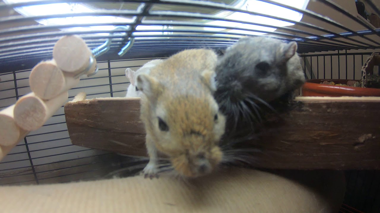 Super Cute Gerbils - YouTube