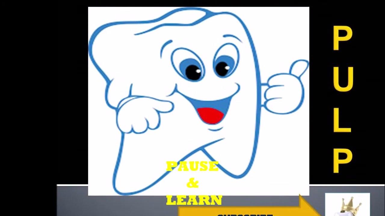 PULP - DEVELOPMENT ,HISTOLOGY,FUNCTIONS. - YouTube