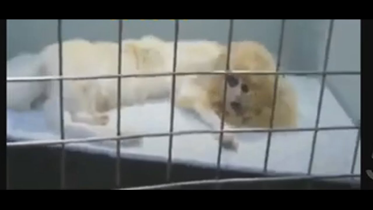 Top 10 Proof reverse mutant dog man hybrids are real a live mutant ...