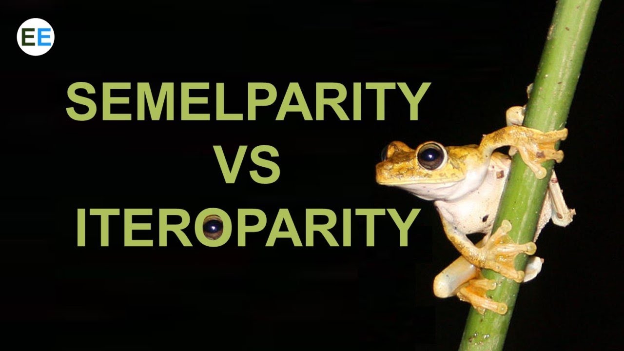 Semelparity vs Iteroparity | EvolutionExamples - YouTube