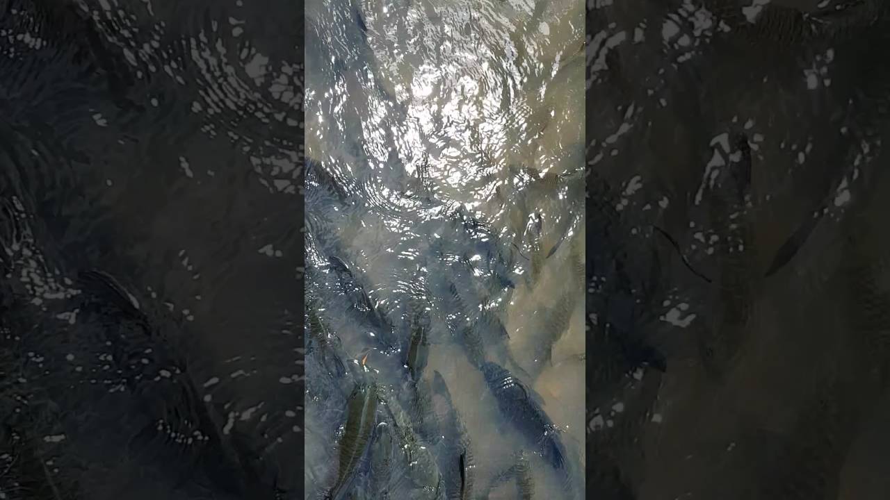 Fish Spa Spa Ikan Sg Moroli - YouTube