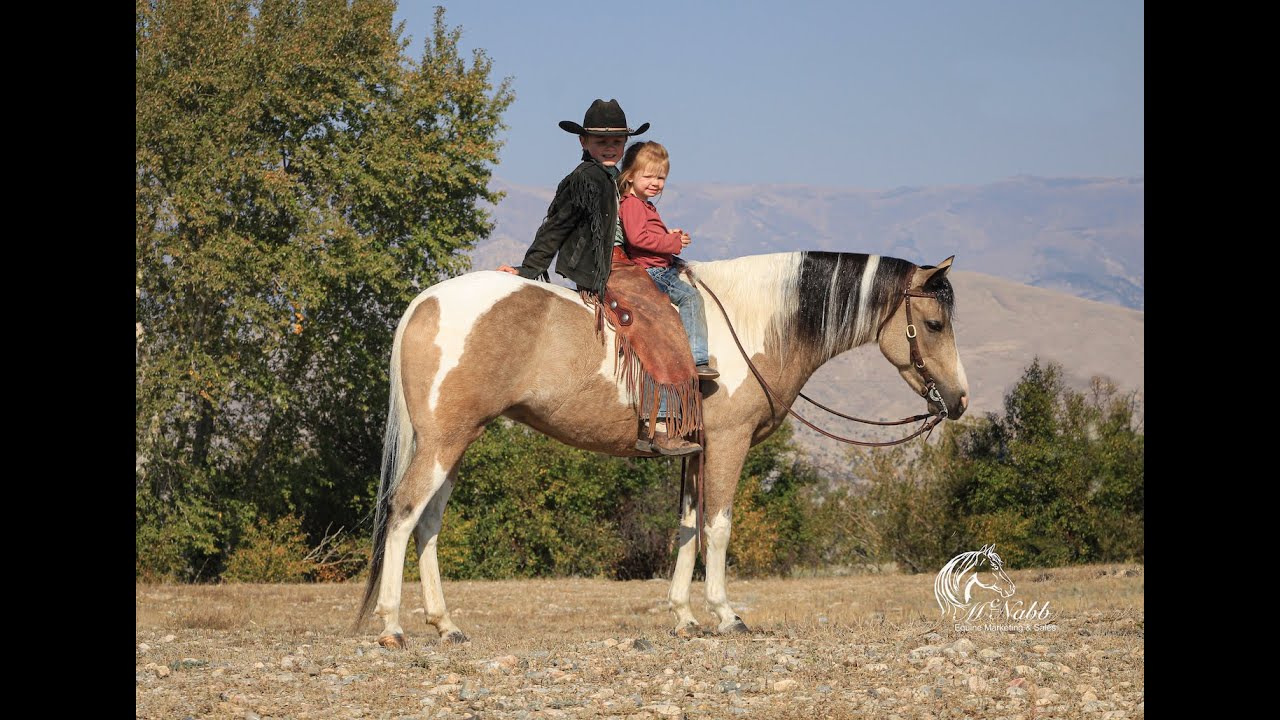 Miss Fancy Britches ~2020 PHA Pony Mare ~ 13.3 Hands - YouTube