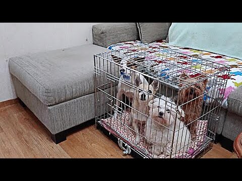 Smart puppies know how to open cage, go inside and close gate behind ...