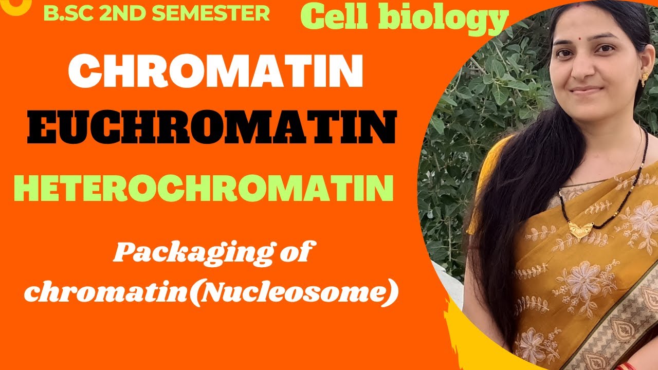 Chromatin||Euchromatin||Heterochromatin||Packaging of Chromatin ...
