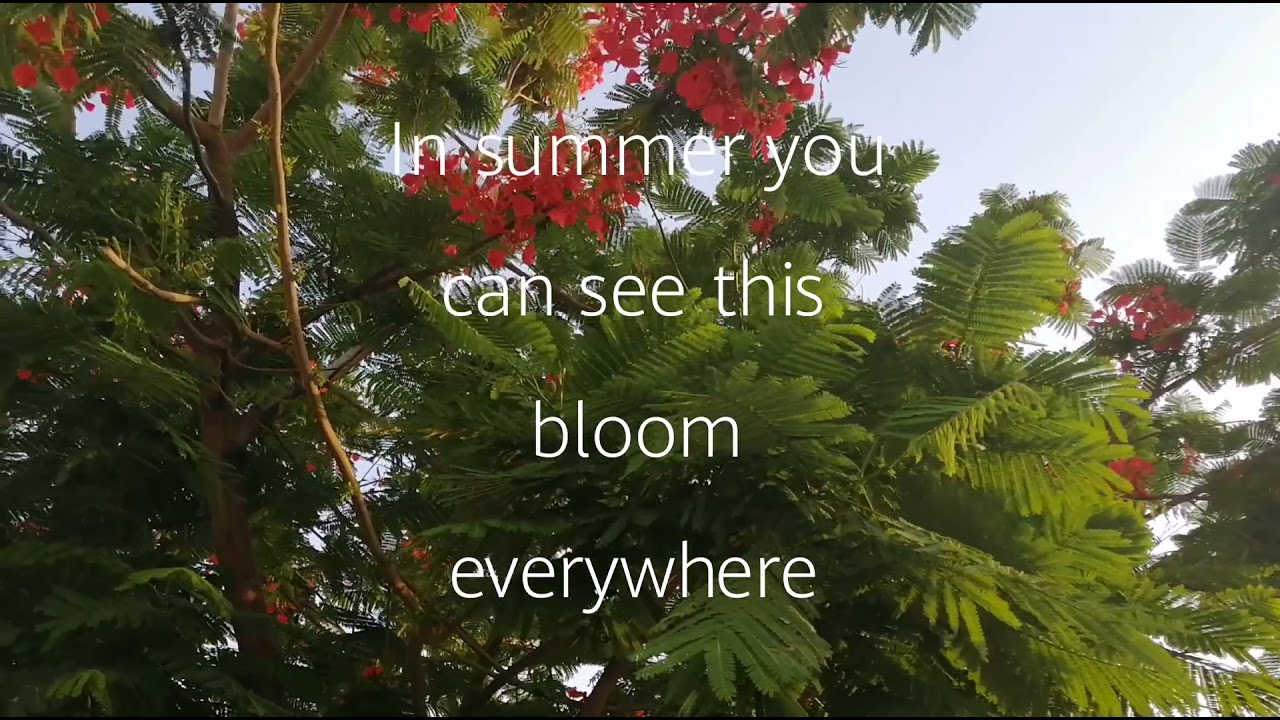 Flame tree our version of Cherry blossoms in UAE - YouTube