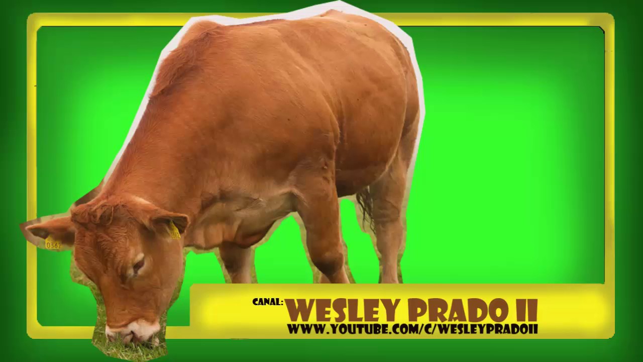 efeito sonoro de vaca - Cow sound effect - YouTube