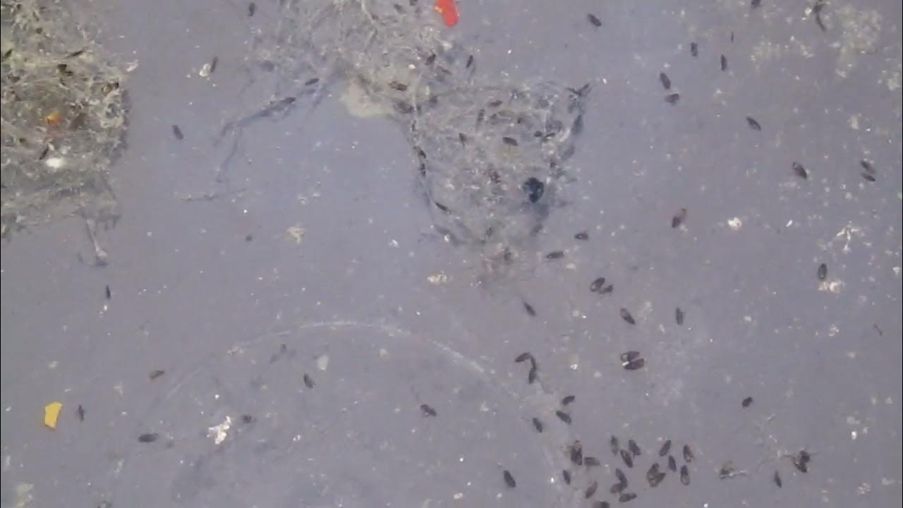 Ловушка для блох вода + моющее средство. - YouTube
