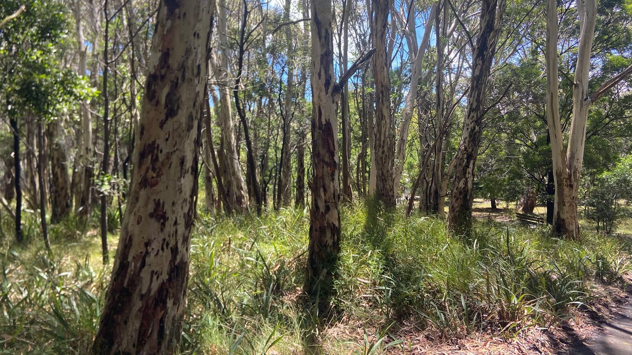 Past the Trees - YouTube