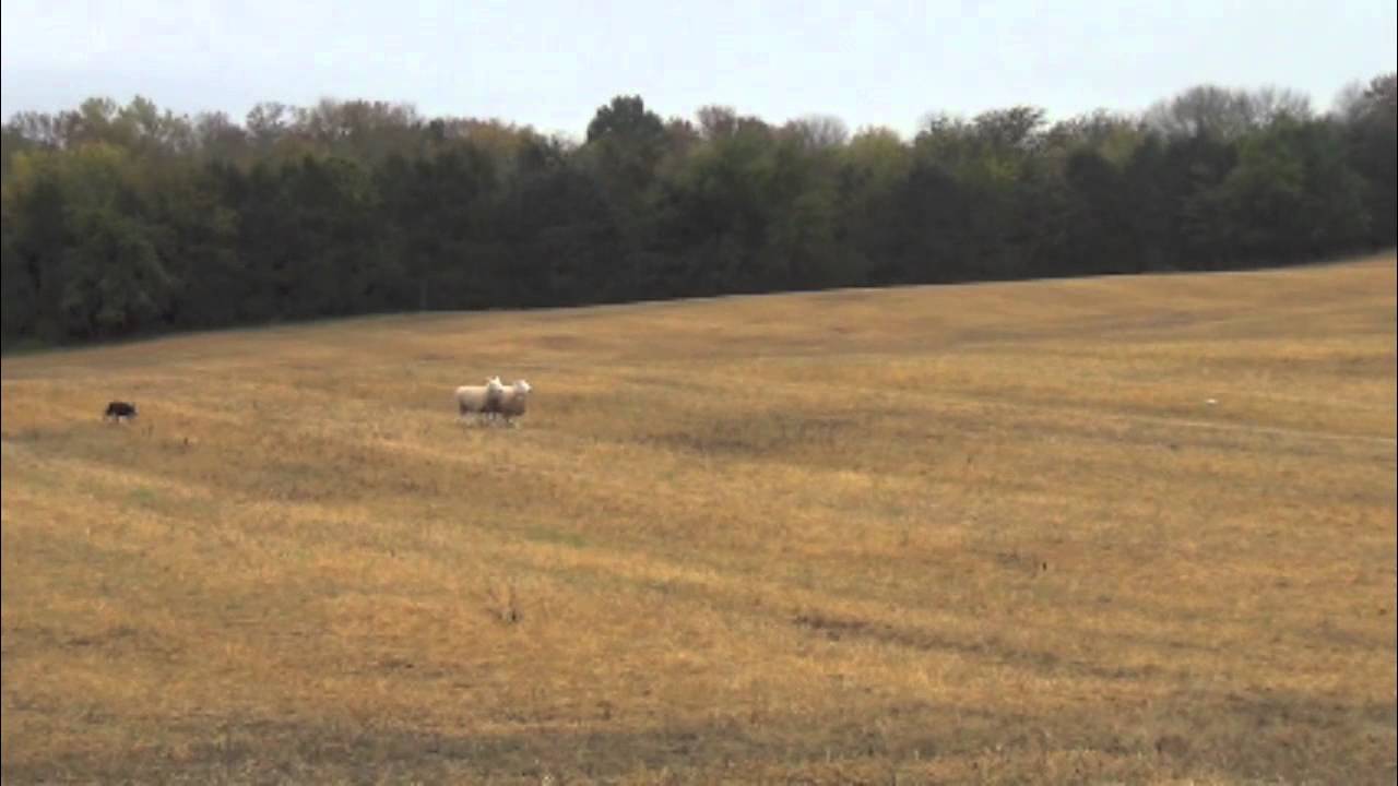 Working kelpie Roo 2013 USBCHA/Sheep Finals, Nursery - YouTube