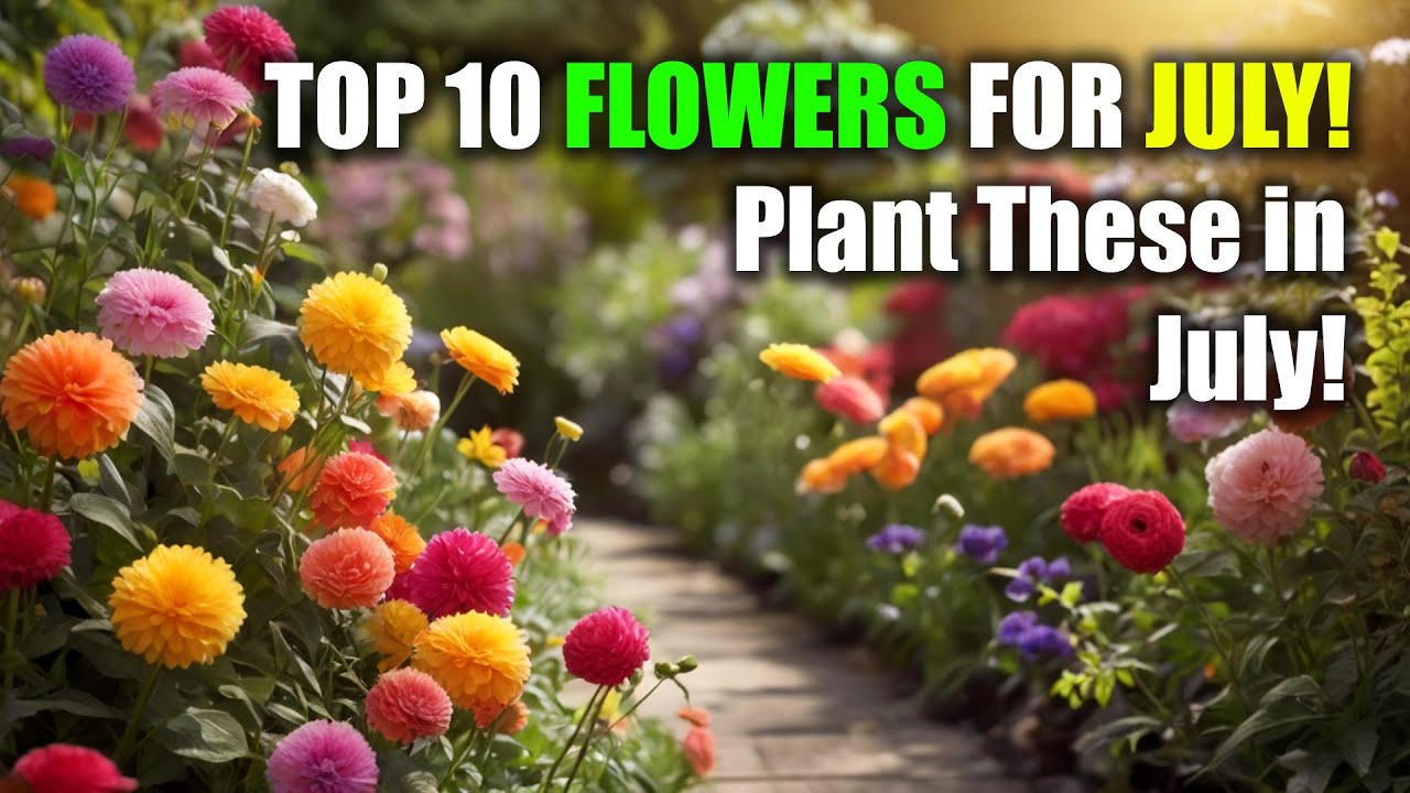 Top 10 Flowers to Plant in July: Best Summer Blooms for Your Garden ...