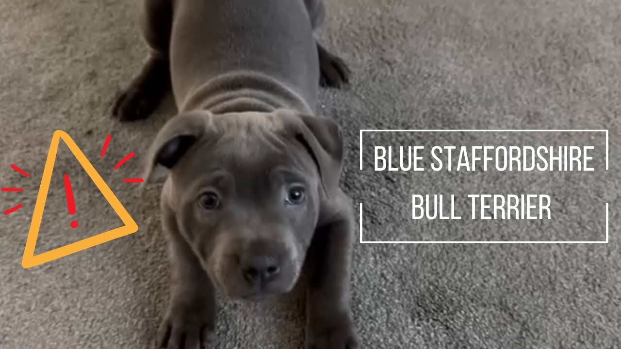 WARNING!! Blue Staffy Attack! | Blue Staffy Saxon - YouTube
