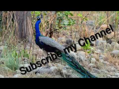 Surah Ur-Rehmam full