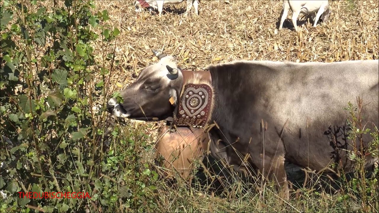 MUCCHE AL PASCOLO CON IL SUONO DEI CAMPANACCI NEI PRESSI DI CUNEO. SAB ...