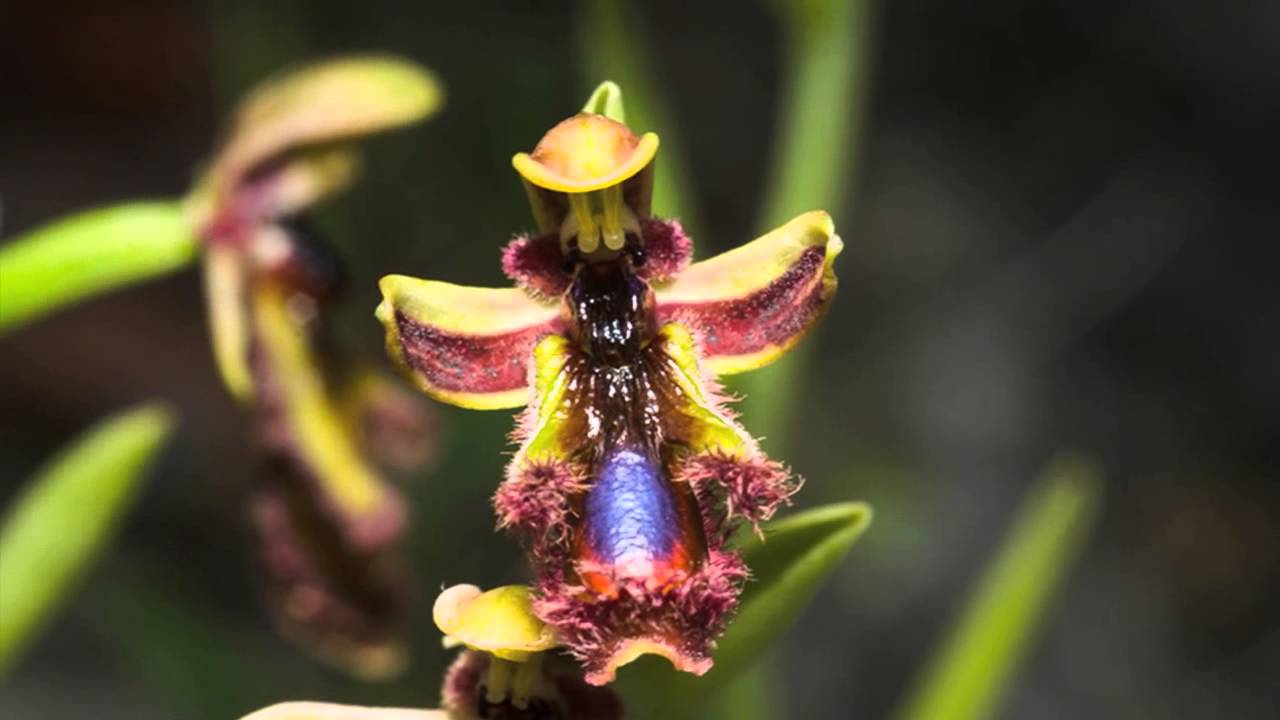 Wild Greek Orchids 2012 - YouTube