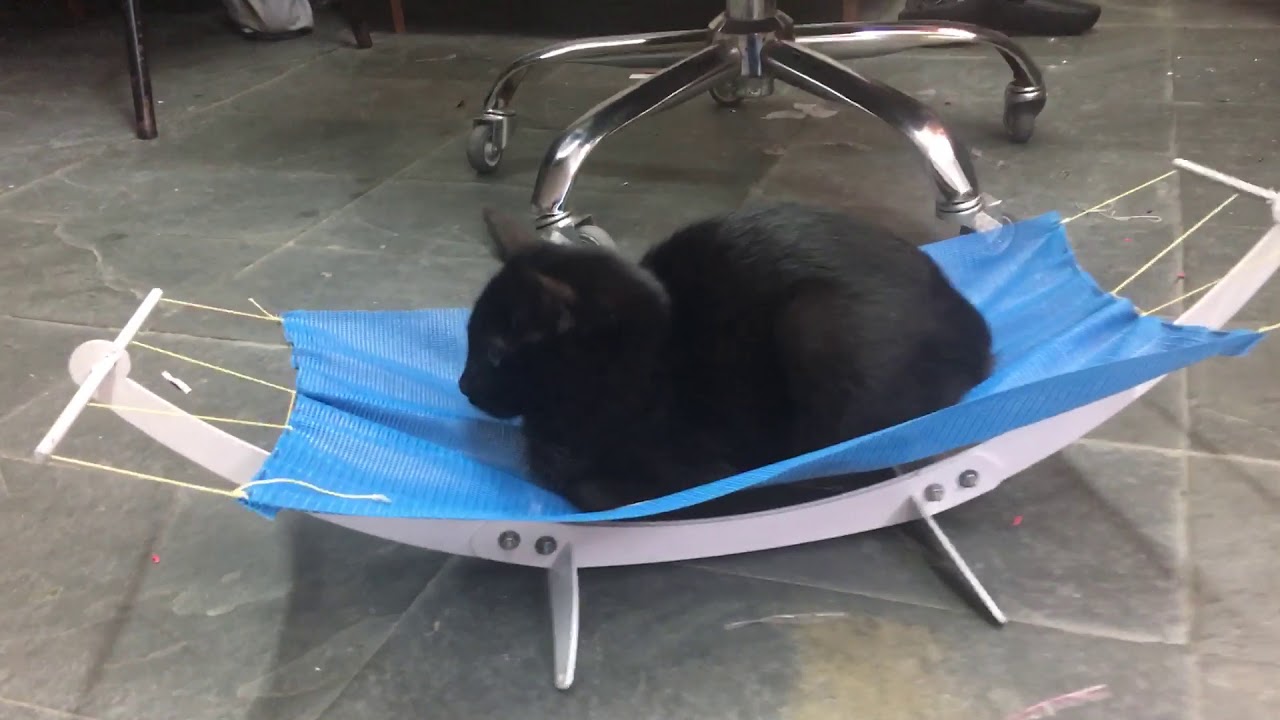 Cama de Gato Miramar pesca - YouTube
