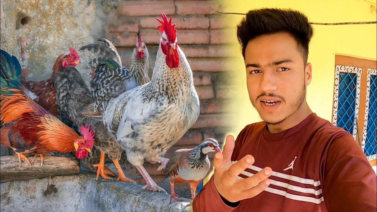 इतने सारे जंगली मुर्गे || Pahadi Lifestyle Vlog || Namaste Pahad ...