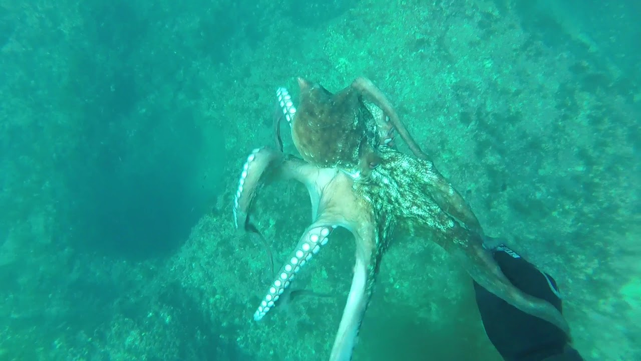 33rd video. 5kgs of octopus caught - YouTube