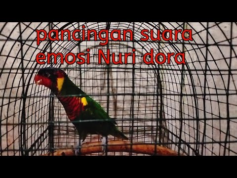 Pancingan suara emosi burung Nuri Dora. #nuridorasulawesi #nuridora # ...