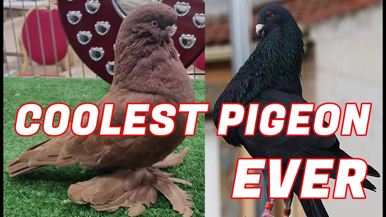 8 EXCEPTIONAL PIGEON BREEDS VIDEO | AMAZING FANCY PIGEON VIDEO ...