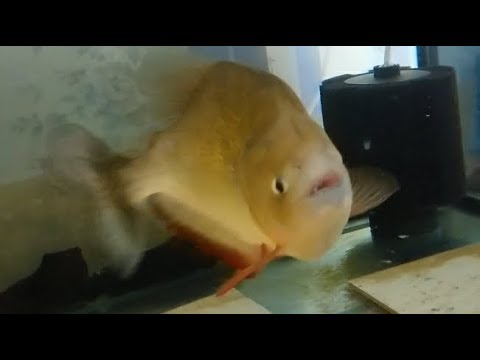 CASTRATOR OF CATTLE feeding time !! MY PIRANHA pygocentrus cariba and ...