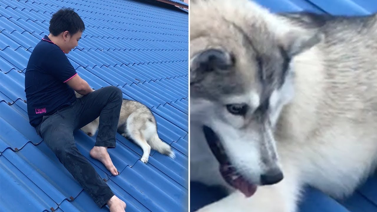 Husky Gets Stuck On Roof - YouTube