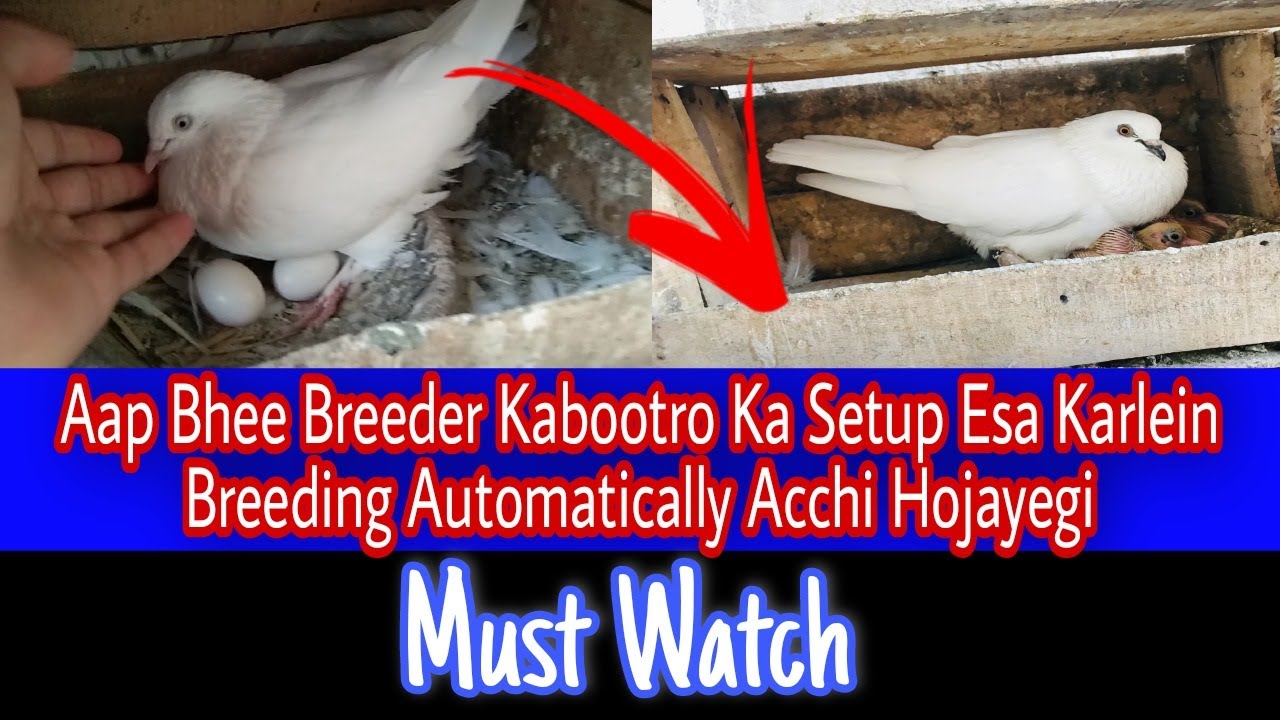 Breeder Kabootro Ka Setup Kesa Hona Chahiyey ? | Breeding Setup ...