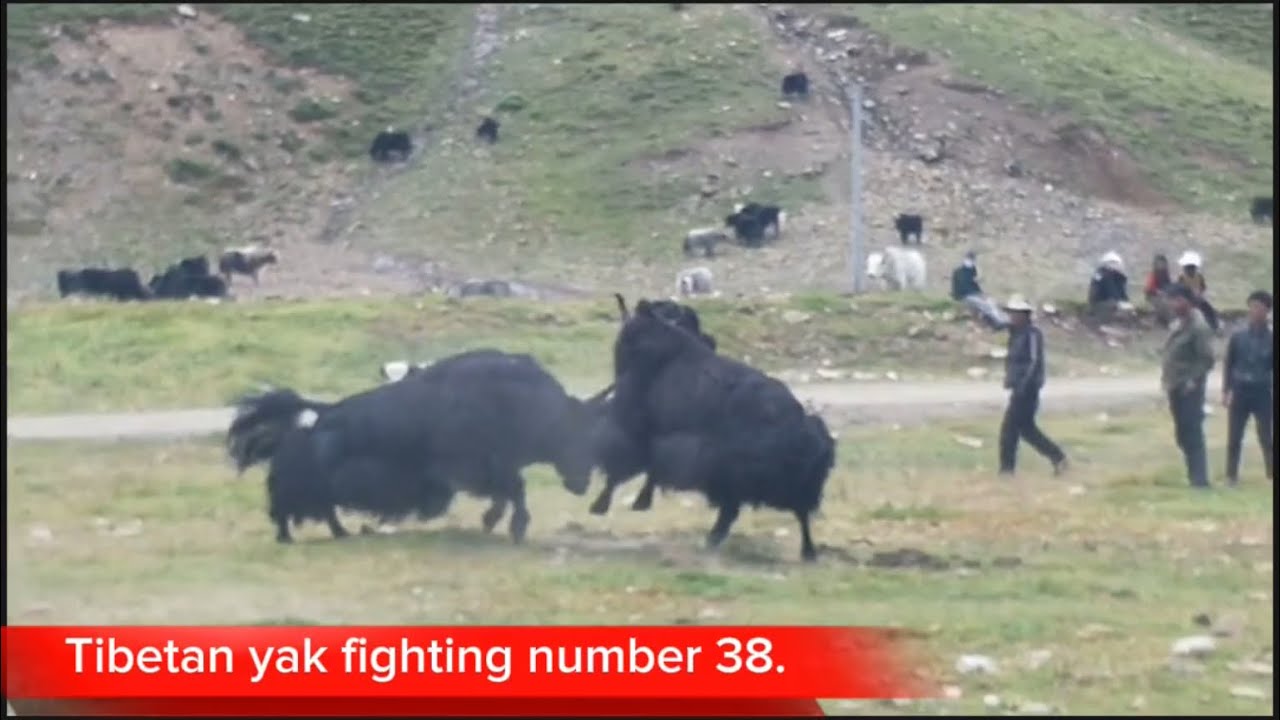 Tibetan yak fighting number 38. - YouTube