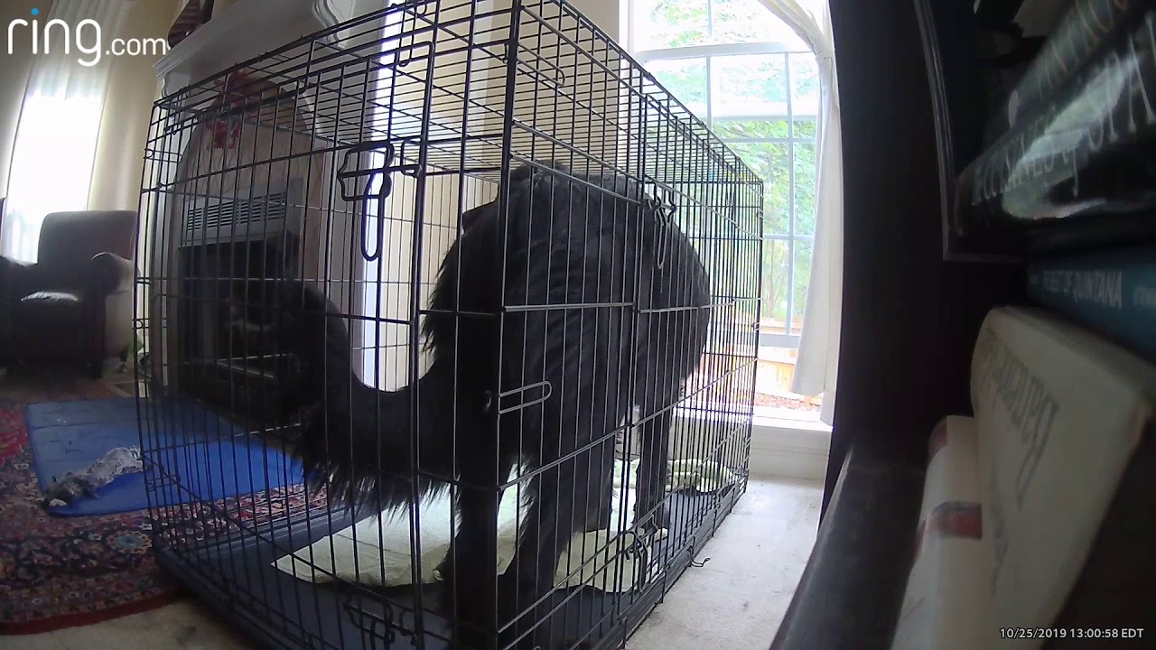 Dog, Alexa and Ring Indoor Camera - YouTube