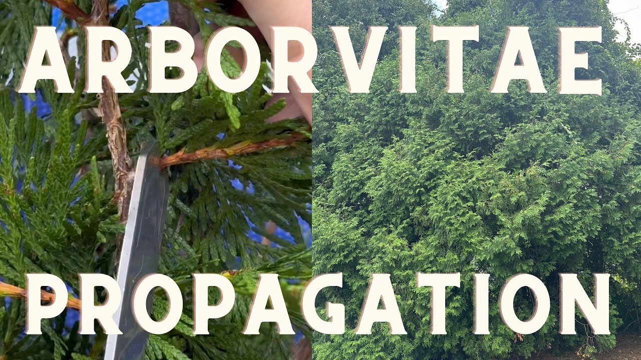 Easy Arborvitae Propagation: From Cuttings to Thriving Trees! | Rooting ...